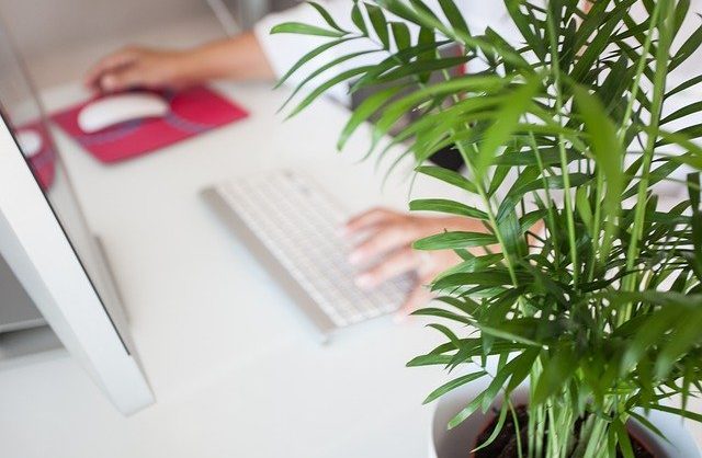 Tree in the office interior - Kova Interiors